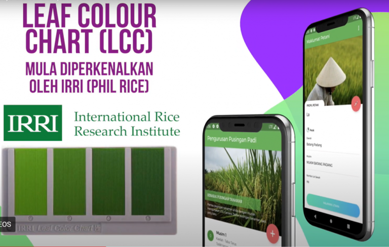 LCC (Leaf Color Chart) - ePengembangan
