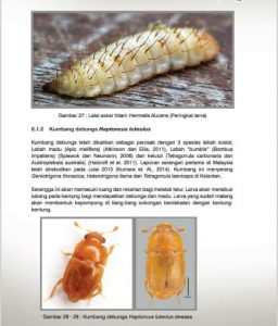 KELULUT - ePengembangan