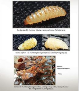 KELULUT - ePengembangan