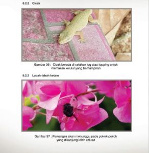 KELULUT - ePengembangan